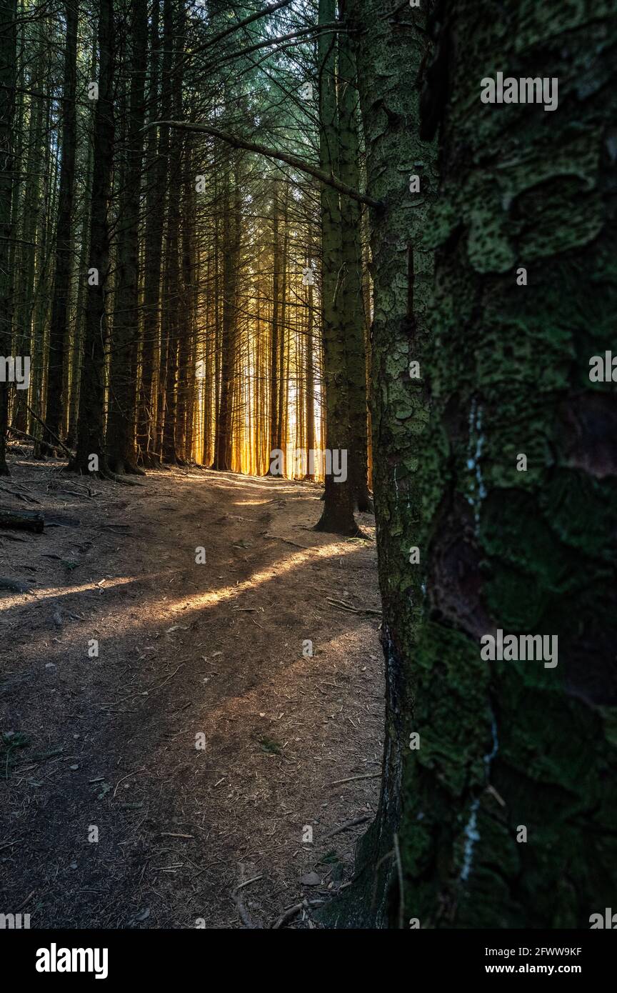 path through a golden forest at sunrise with warm light Stock Photo - Alamy