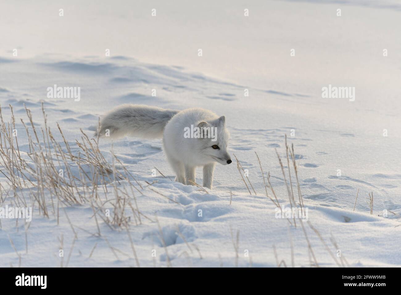 Wild arctic fox (Vulpes Lagopus) in tundra in winter time Stock Photo ...