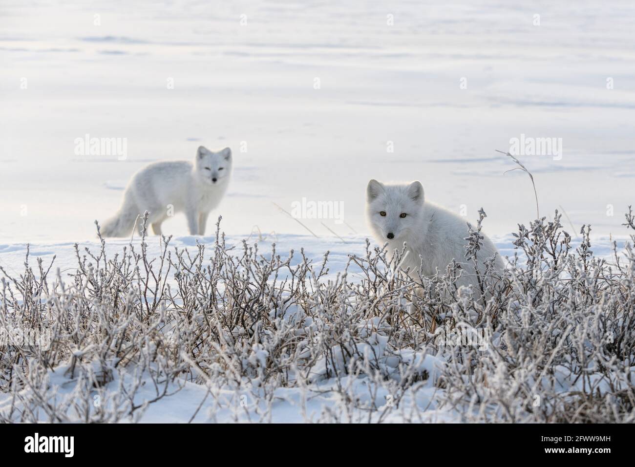 Arctic Tundra Arctic Fox