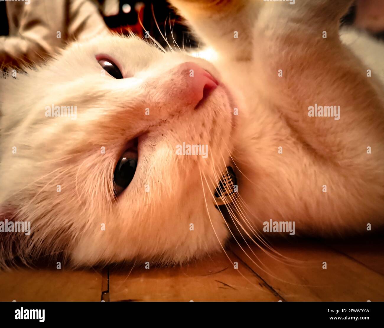 Cute cat staring at the camera while lying on the floor Stock Photo - Alamy