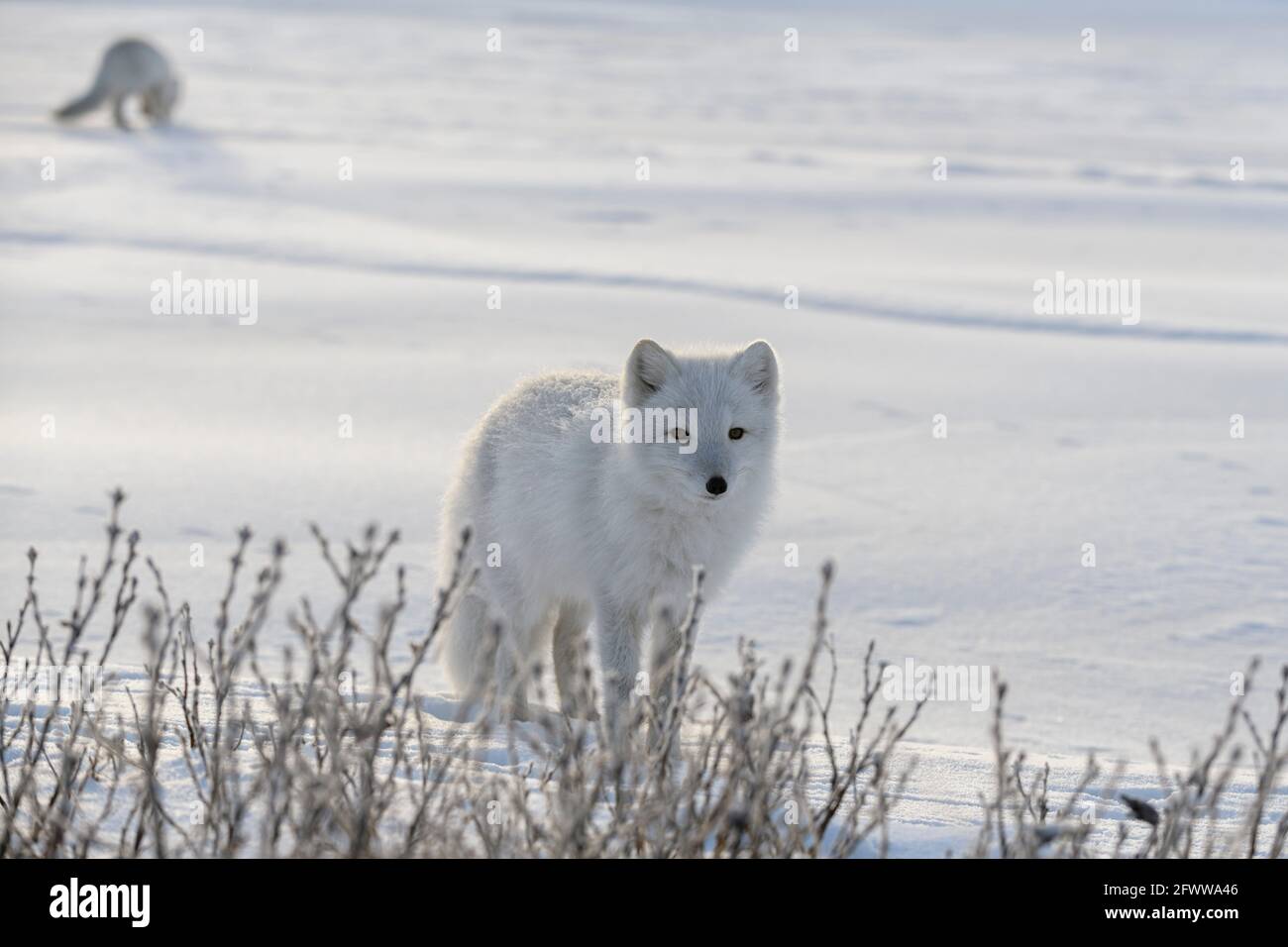 Arctic fox in Siberian tundra in winter time Stock Photo - Alamy