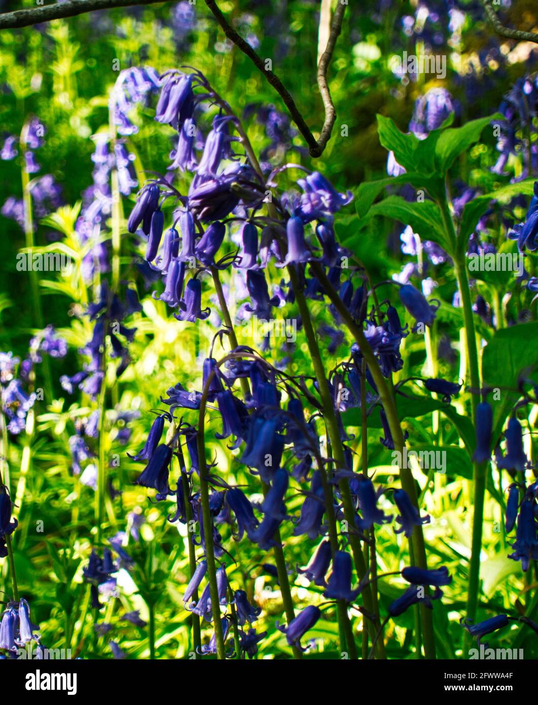Bluebells and the Bluebell woodlands of Willesley Wood on the National ...