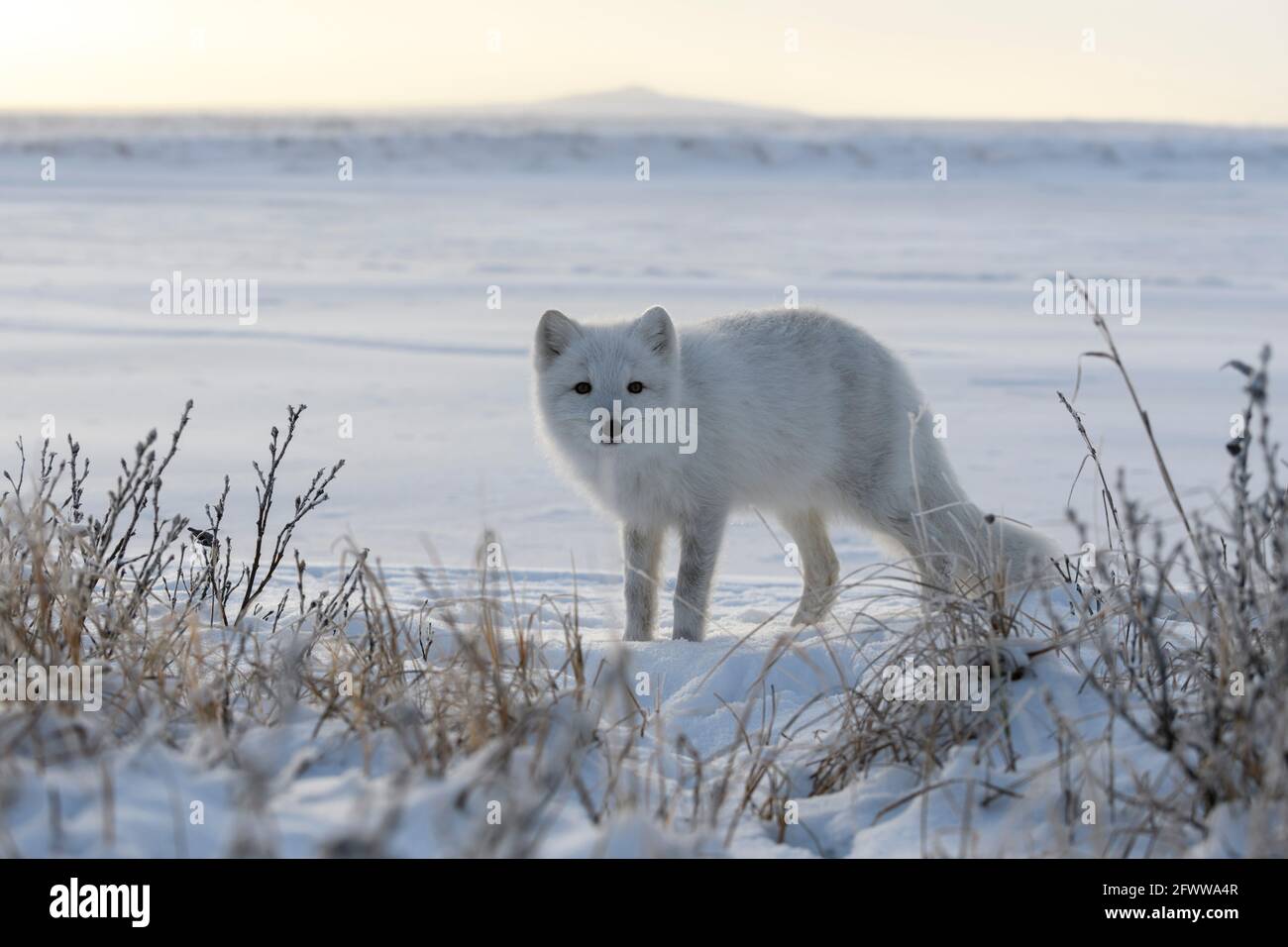 Arctic fox in Siberian tundra in winter time Stock Photo - Alamy