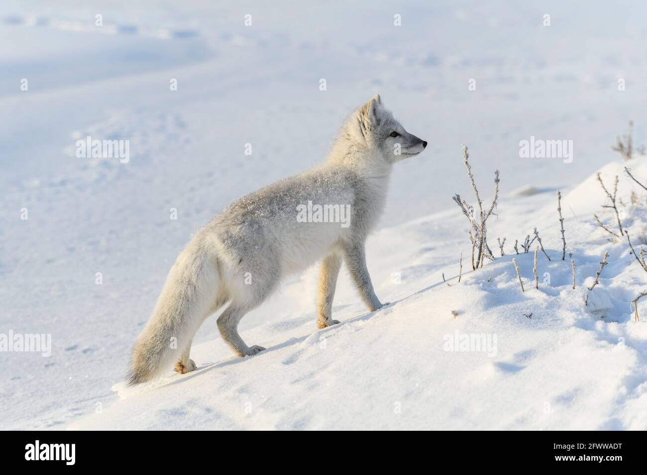 Beautiful arctic fox in wilde winter tundra Stock Photo - Alamy