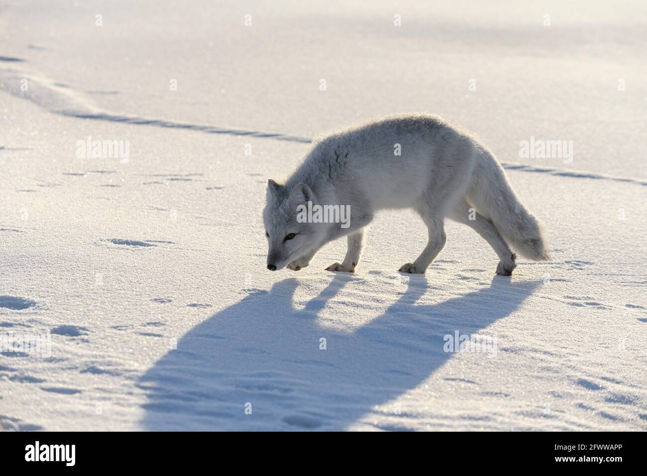 Arctic fox in Siberian tundra in winter time Stock Photo - Alamy