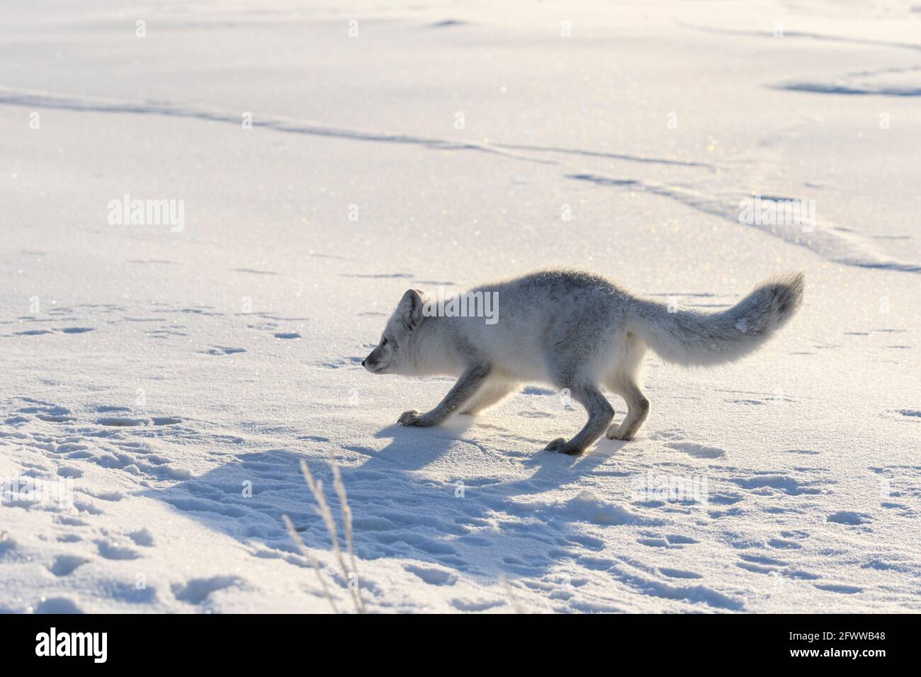 Happy arctic fox in winter tundra. Funny arctic fox Stock Photo - Alamy