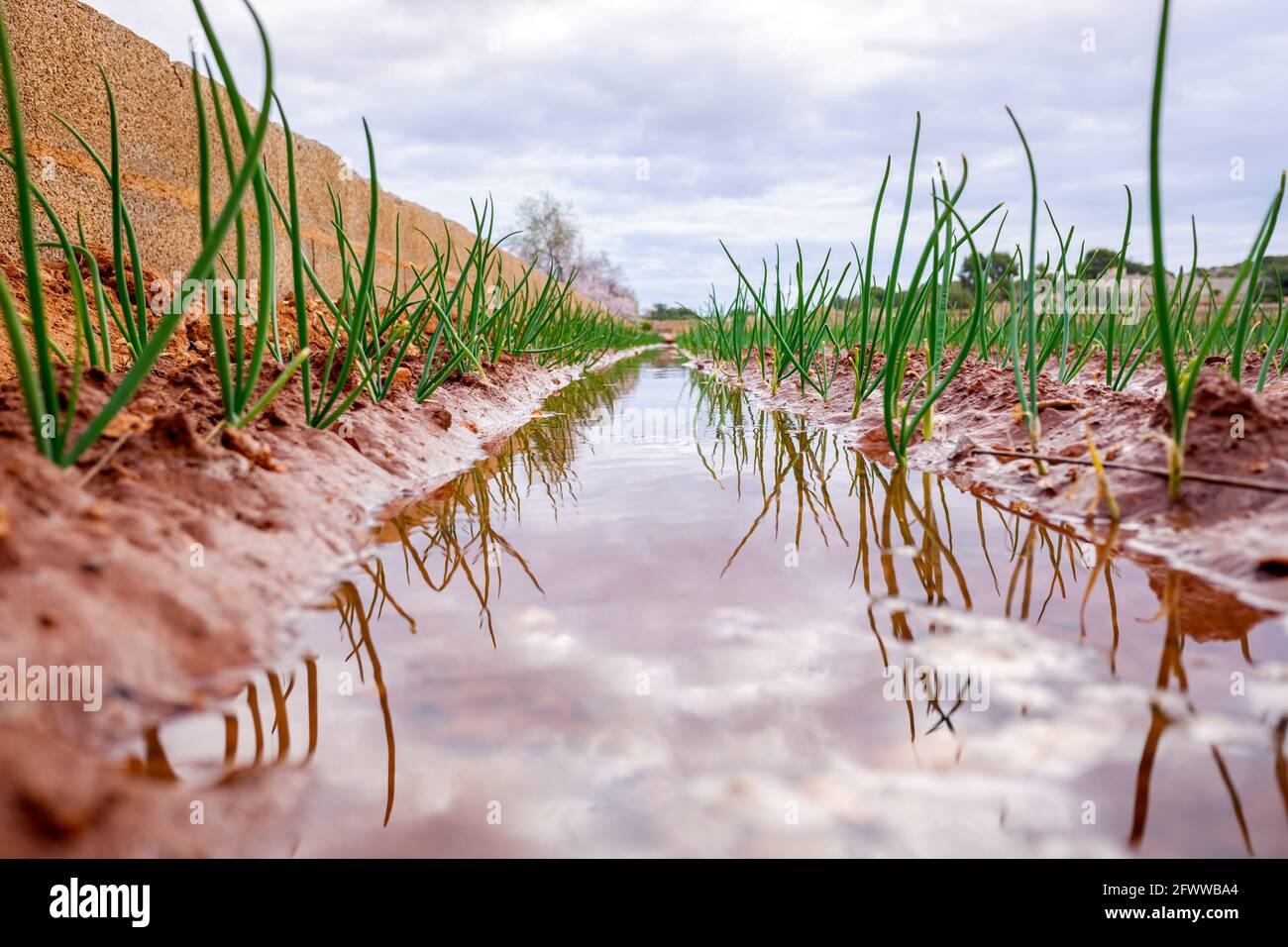 Flood irrigation hi-res stock photography and images - Alamy