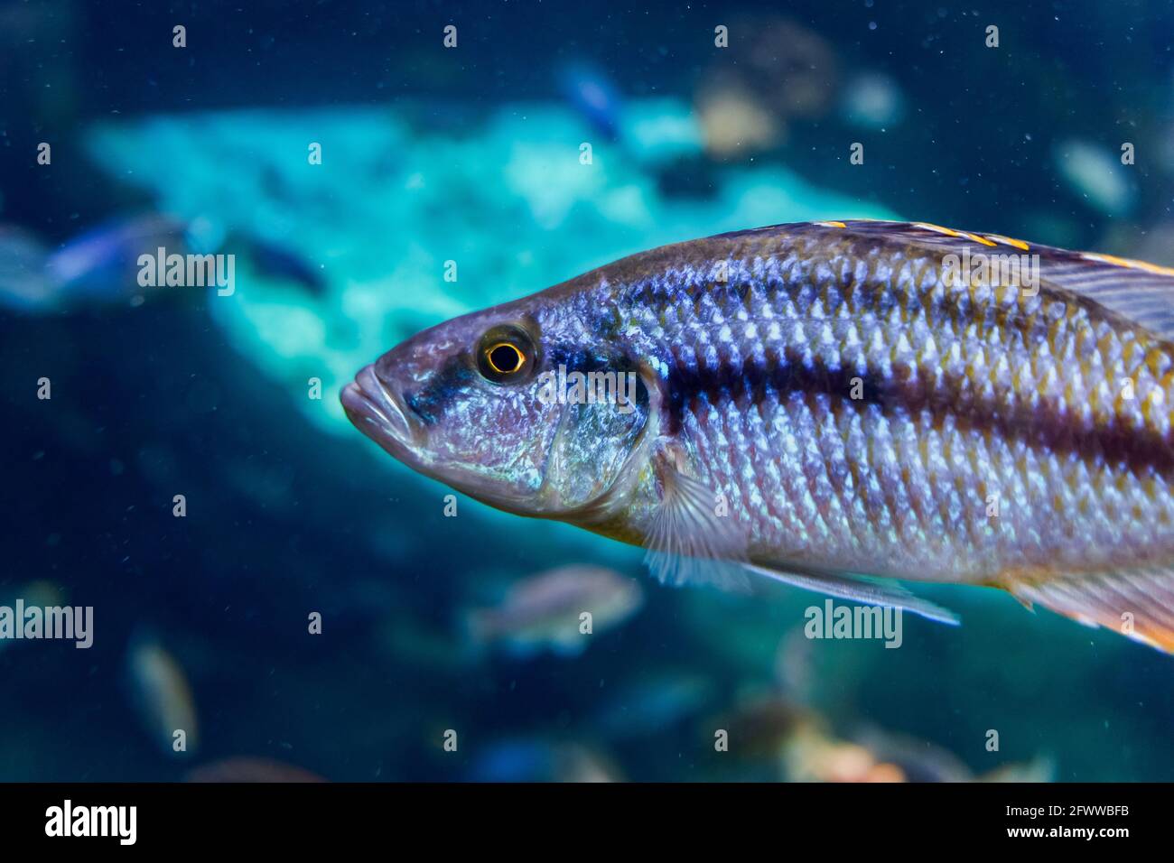 Detail of an aquarium fish submerged in transparent water Stock Photo ...