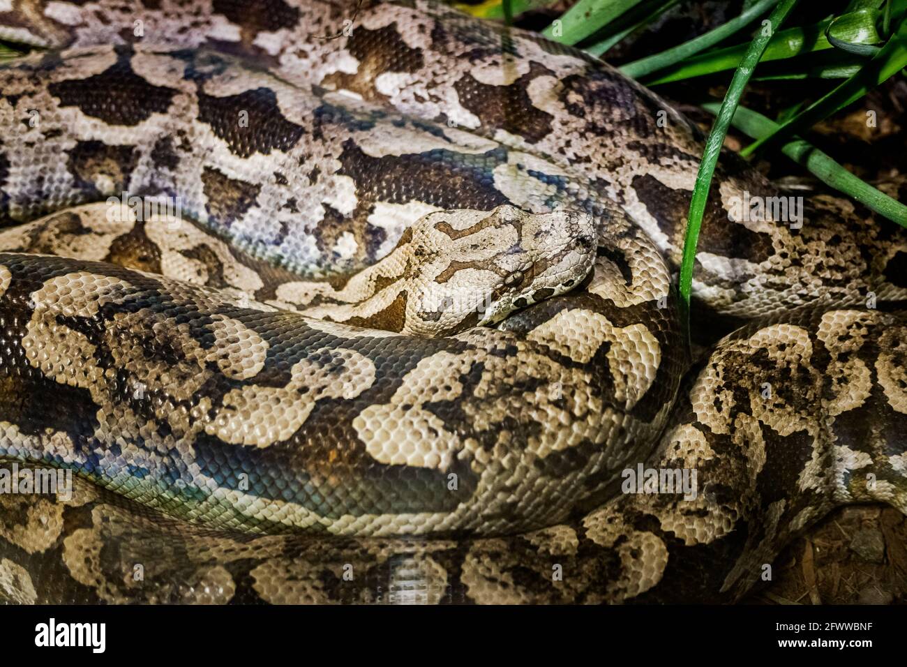 Boa constrictor snake coiled up and resting Stock Photo - Alamy