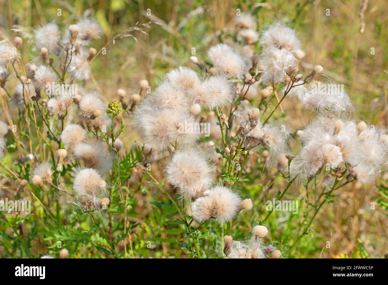 Faded field hi-res stock photography and images - Alamy