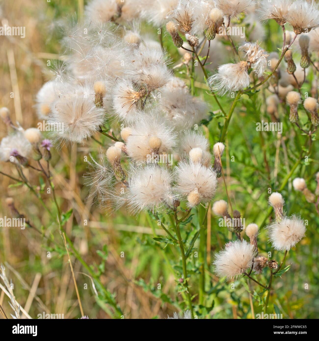 Field thistle hi-res stock photography and images - Alamy