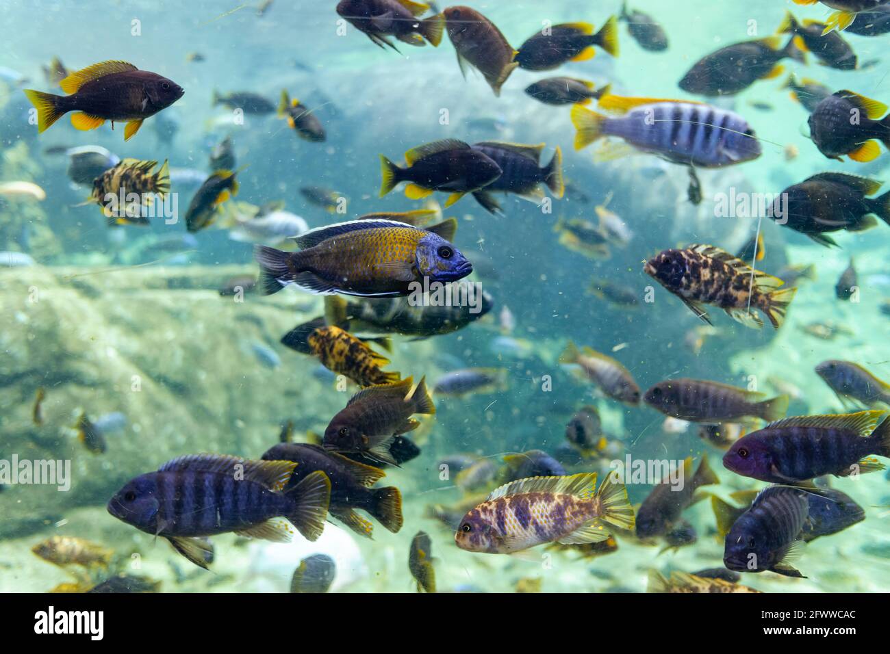 Many tropical fish swimming in a dirty aquarium with murky water Stock ...