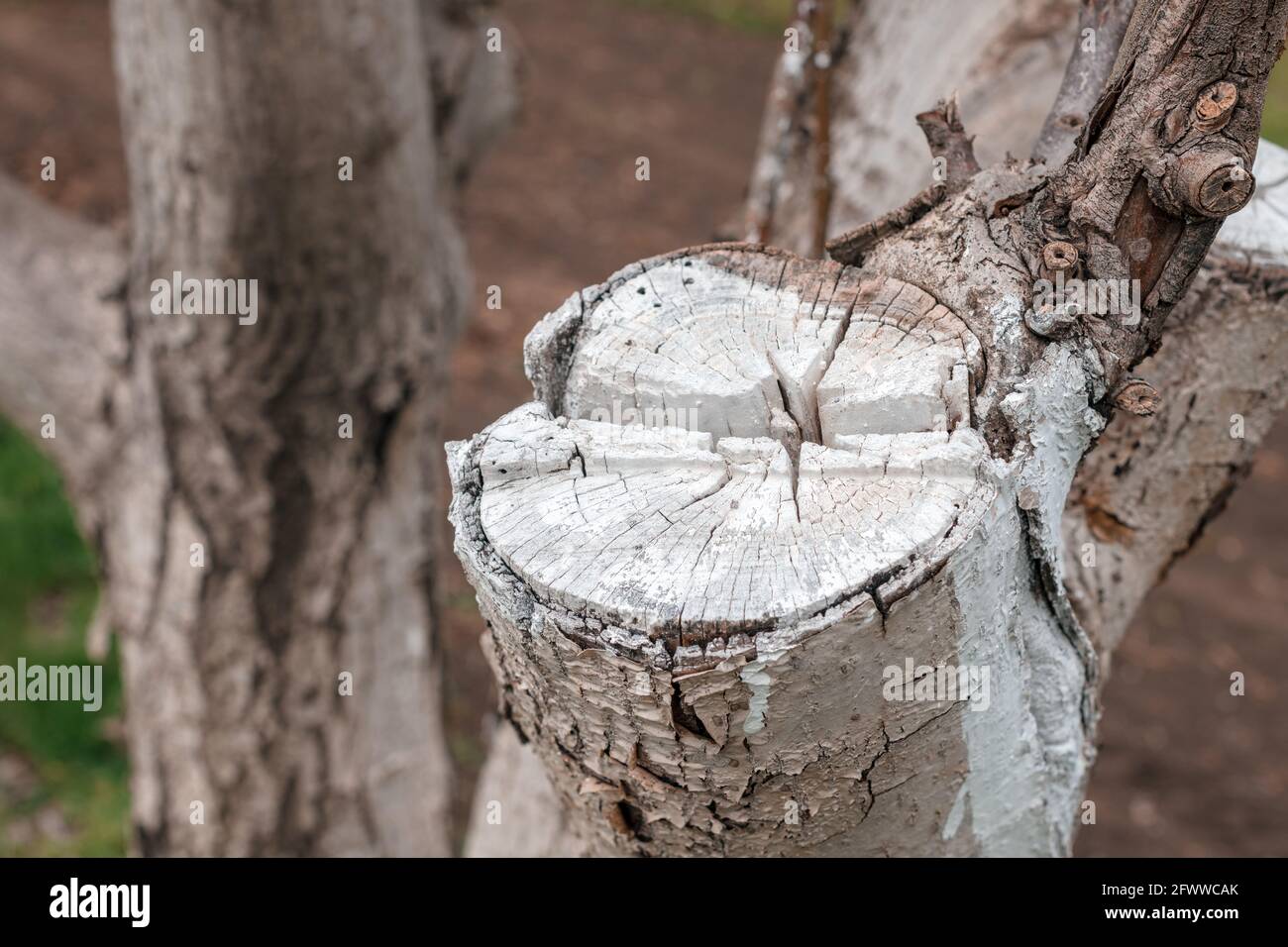 White walnut tree hi-res stock photography and images - Alamy