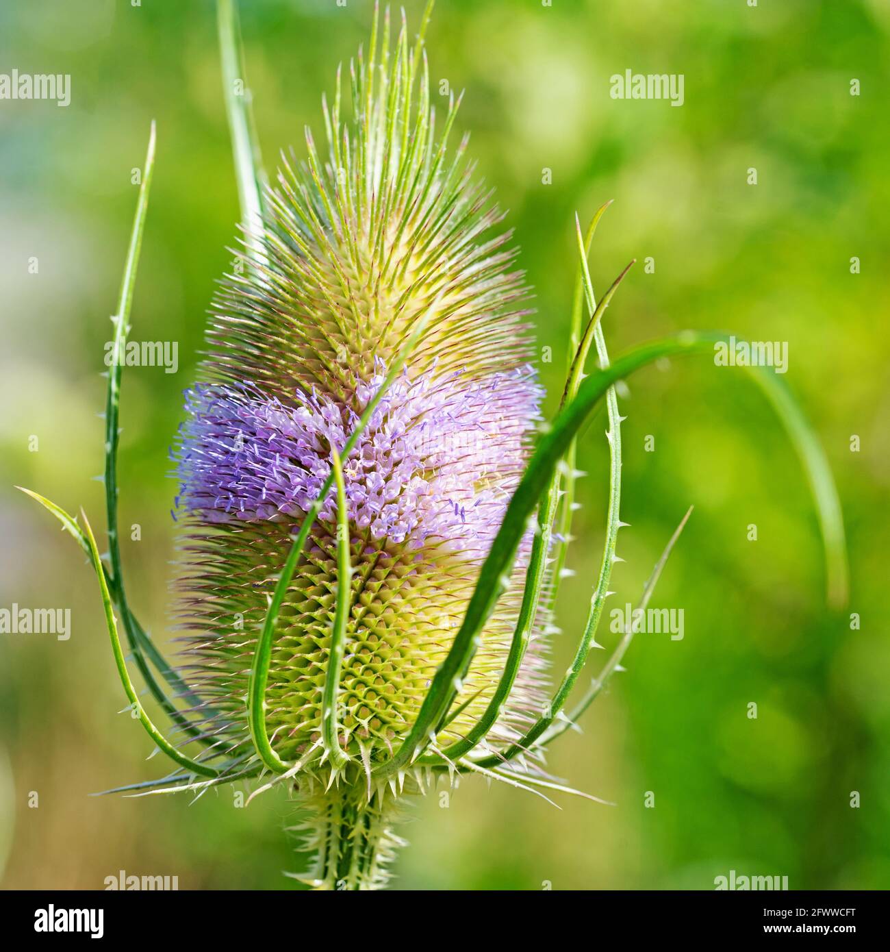 Teasel in bloom hi-res stock photography and images - Alamy