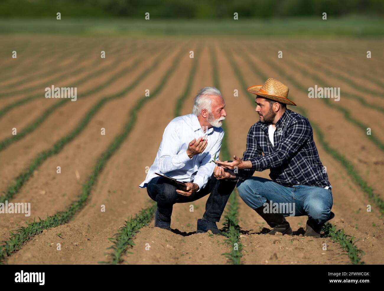 Men crouching in corn field talking showing. Farmer and businessman ...