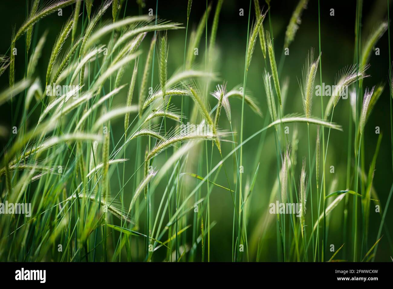 False barley hi-res stock photography and images - Alamy