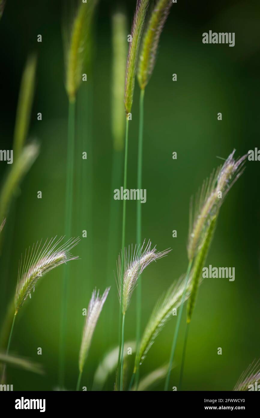 False barley hi-res stock photography and images - Alamy