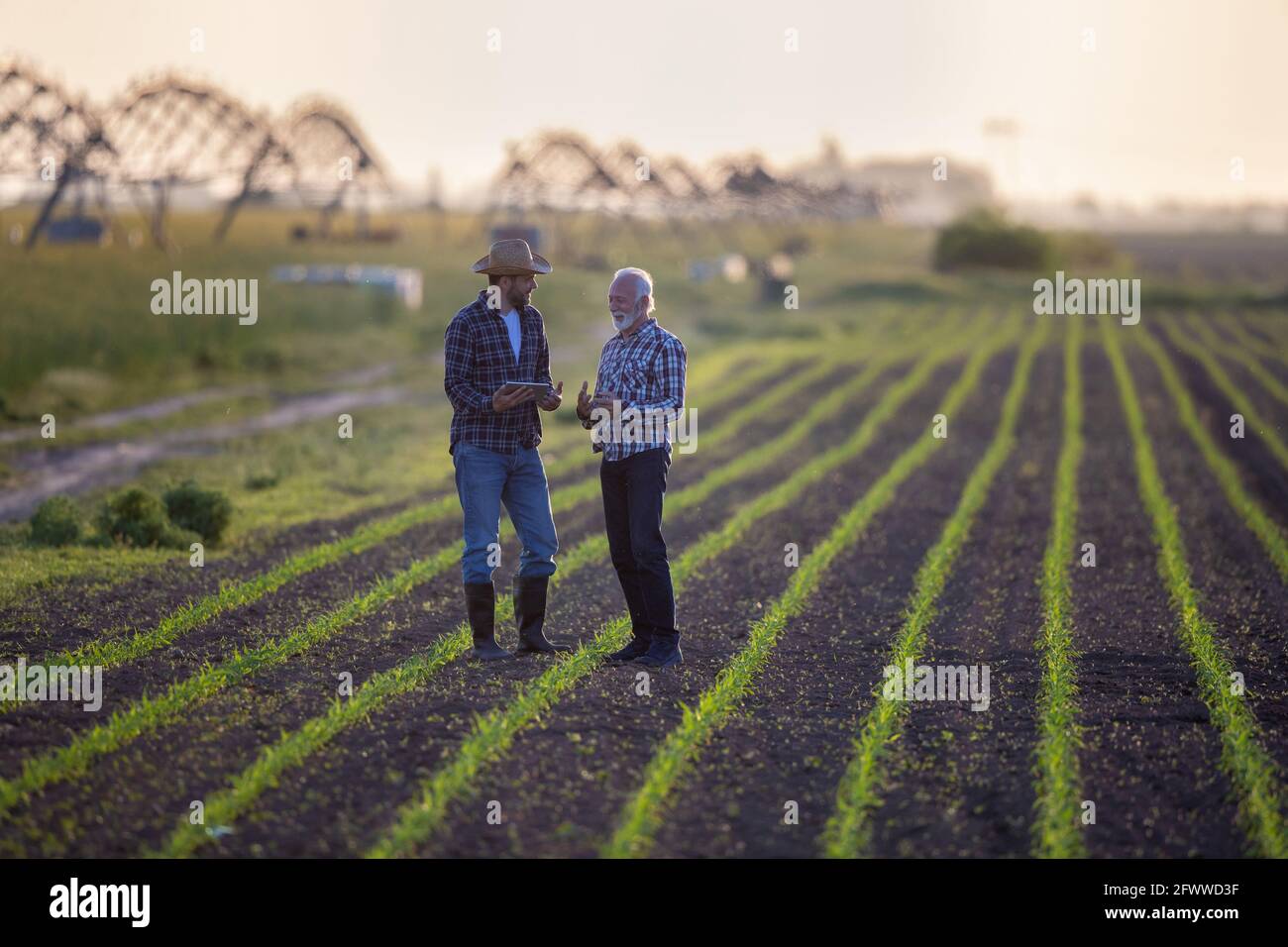 Two farmers standing in corn field in front of irrigation system. Two ...