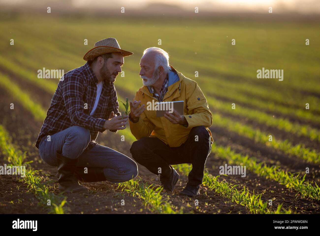 Farmers crouching in corn field using modern technology for agriculture ...