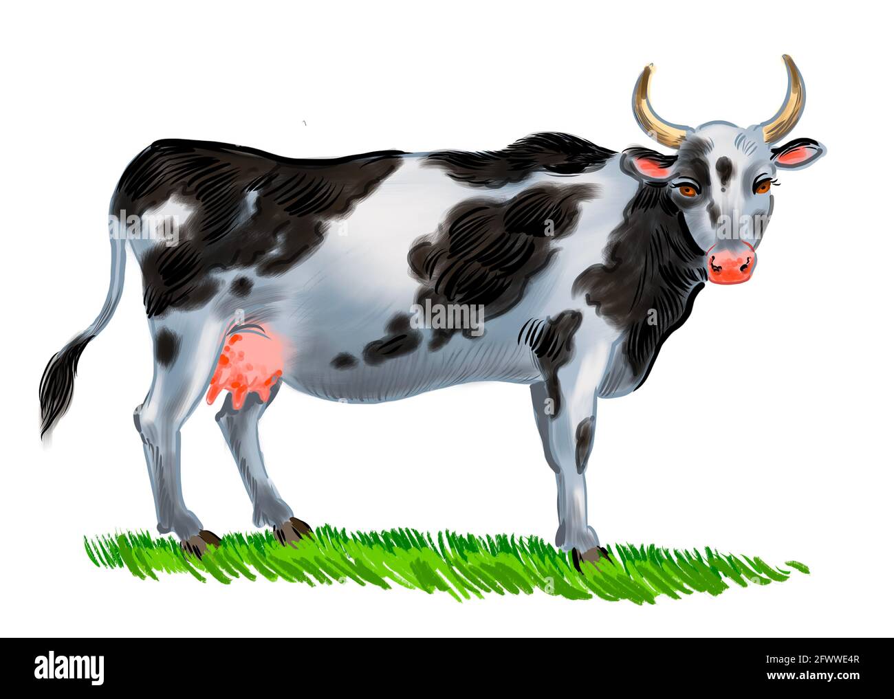 Milk Cow Drawing