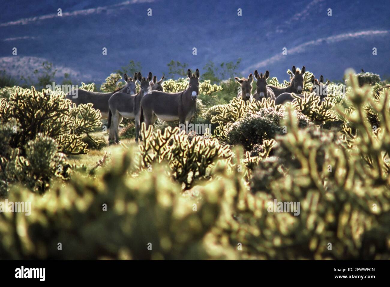 Nine attentive burros (Equus africanus asinus) in a cholla cactus ...