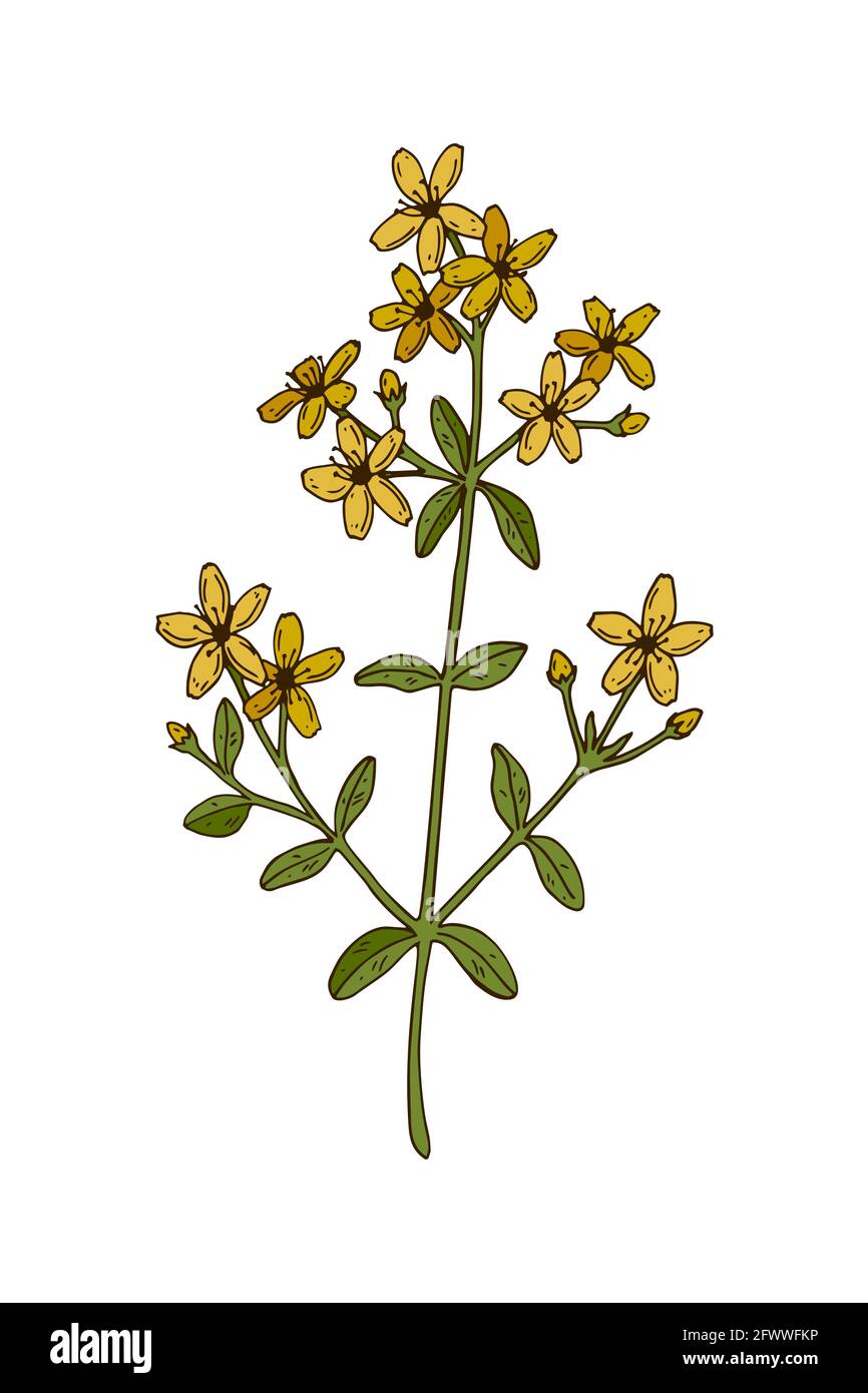 Hand drawn vector illustration of a St. John's wort isolated on white ...