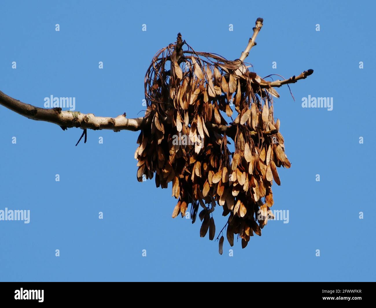 Ash tree seeds hi-res stock photography and images - Alamy