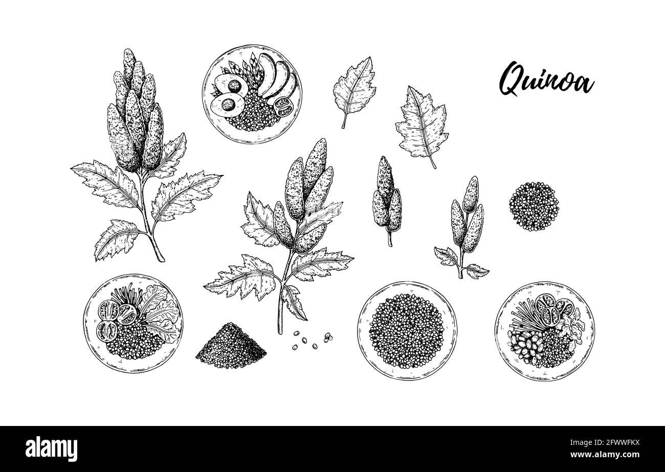 Set of hand drawn quinoa design elements isolated on white background ...
