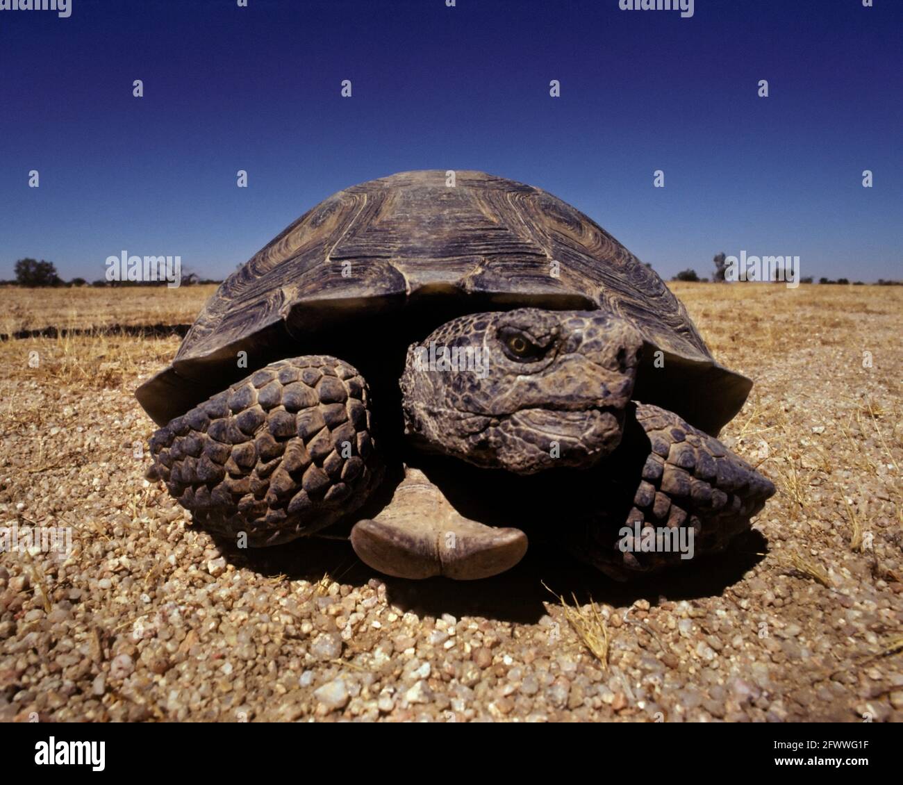 A desert tortoise (Gopherus agassizii); Mojave Desert; close-up from ...