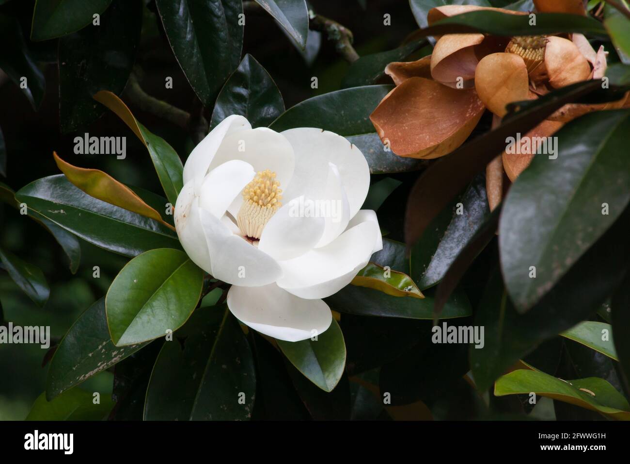 Bloom of the sweet smelling Magnolia Tree Stock Photo - Alamy