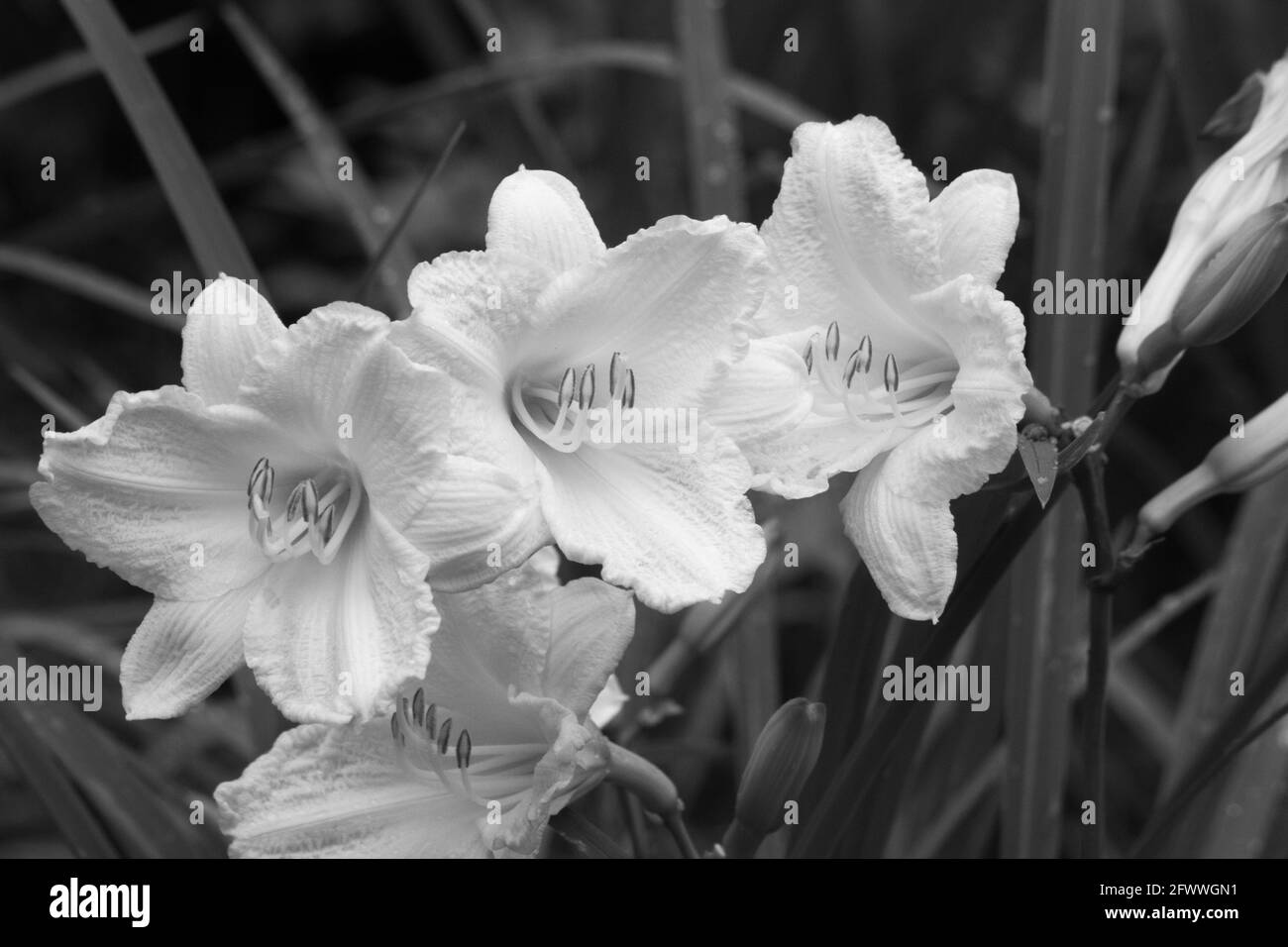 Open lily Black and White Stock Photos & Images - Alamy