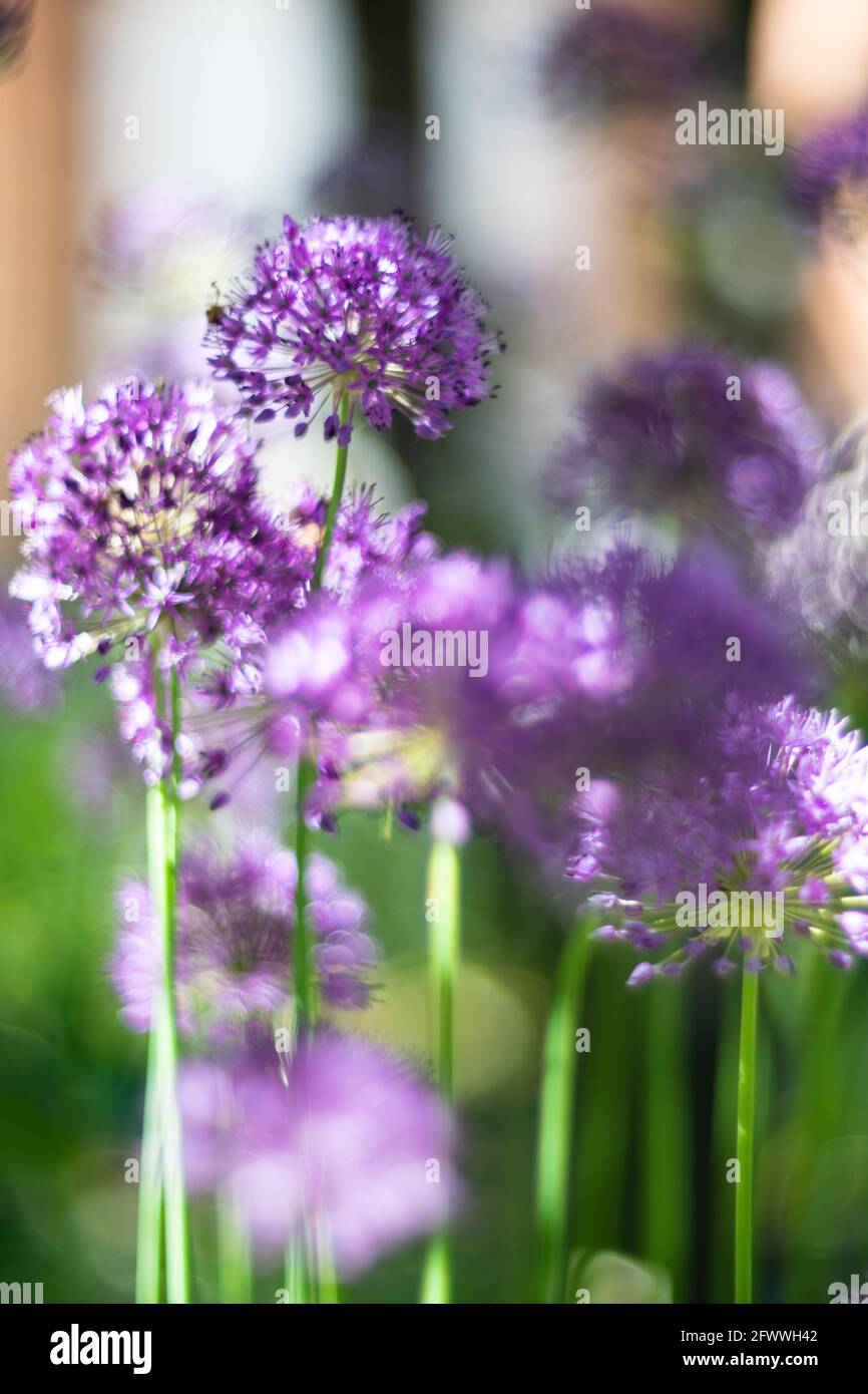 Purple allium flowers in the garden, real natural springtime plants ...