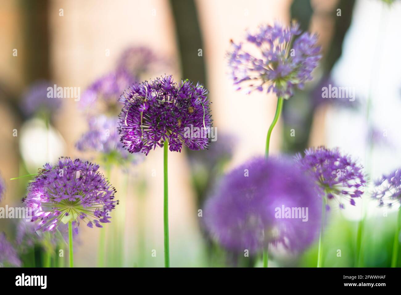 Purple allium flowers in the garden, real natural springtime plants ...