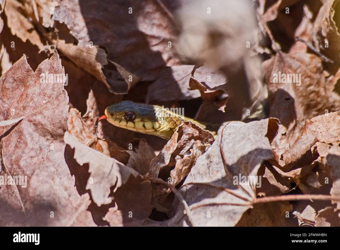 Garter snakes hi-res stock photography and images - Alamy
