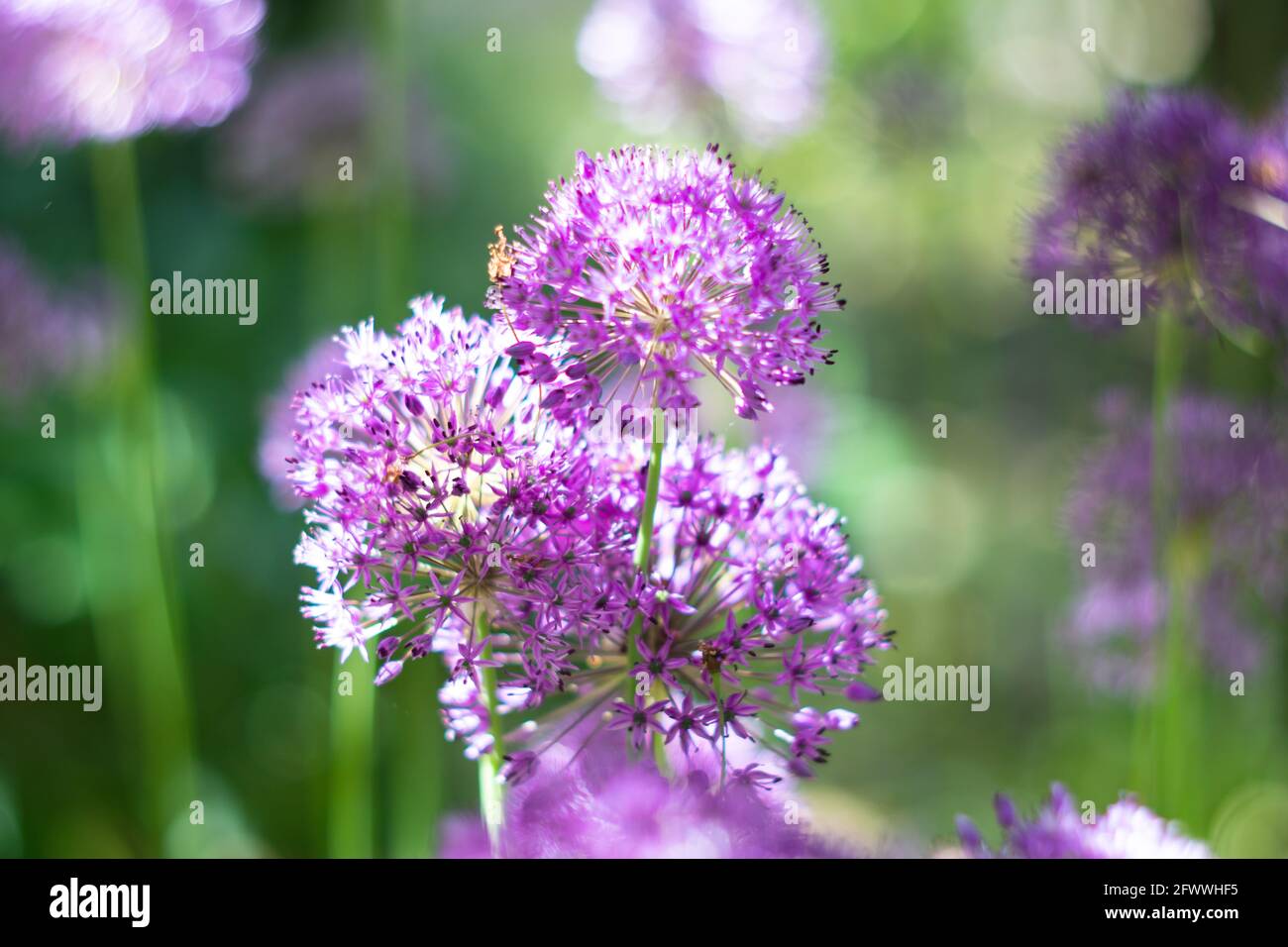 Purple allium flowers in the garden, real natural springtime plants ...