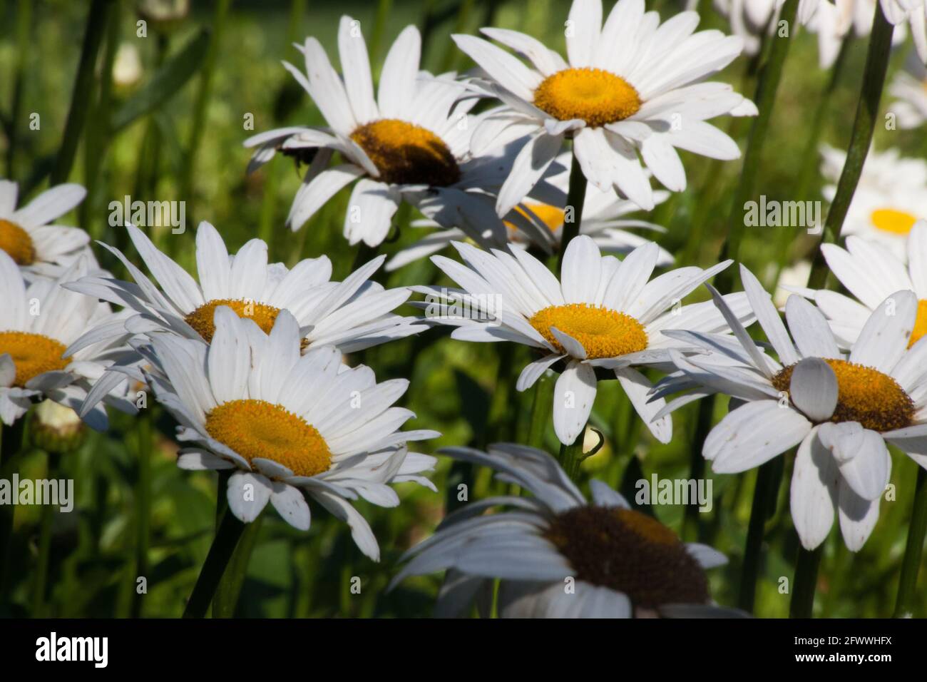 Daisy growing in a field Stock Photo - Alamy
