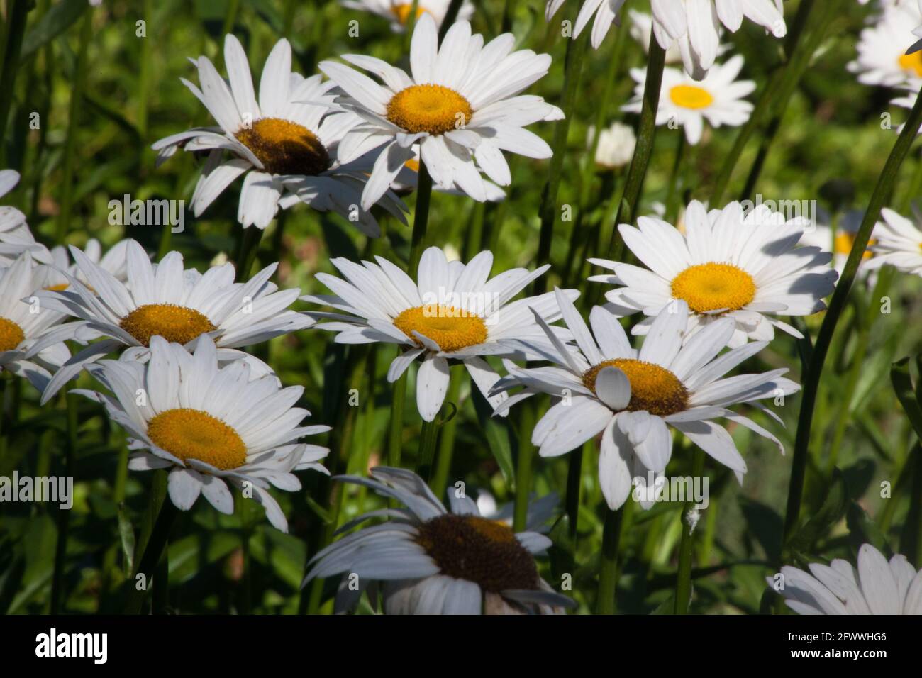 Daisy growing in a field Stock Photo - Alamy