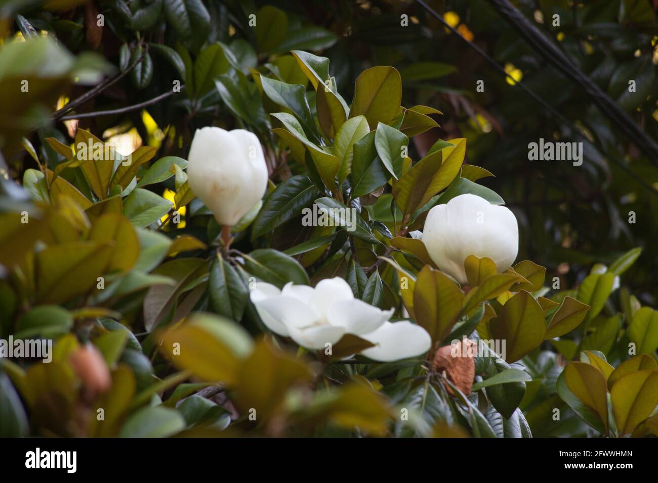 Bloom of the sweet smelling Magnolia Tree Stock Photo - Alamy