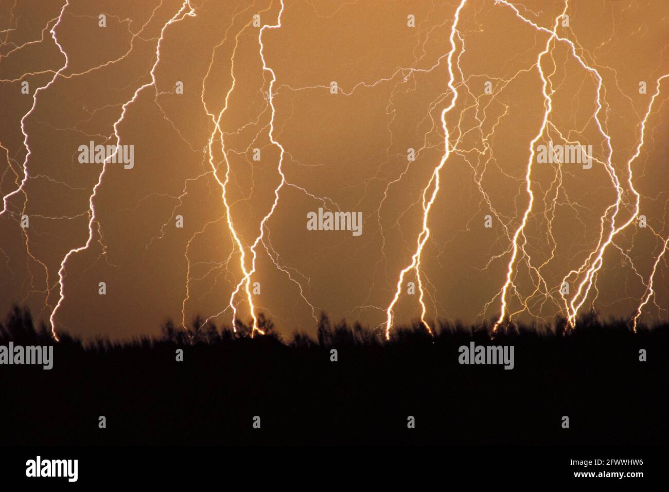 Multiple lightning strikes along a forested area Stock Photo - Alamy