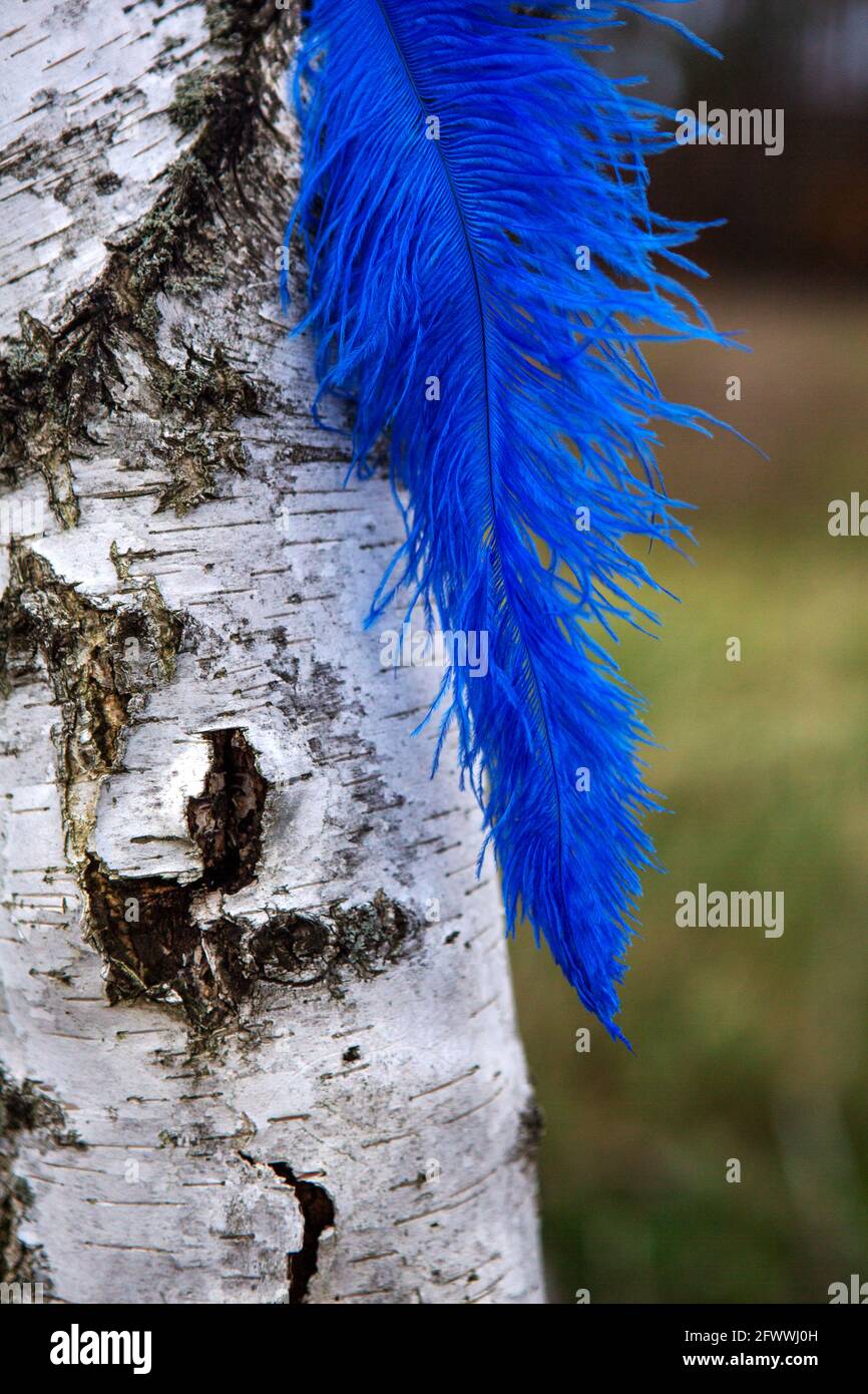 Blue ostrich feather hi-res stock photography and images - Alamy