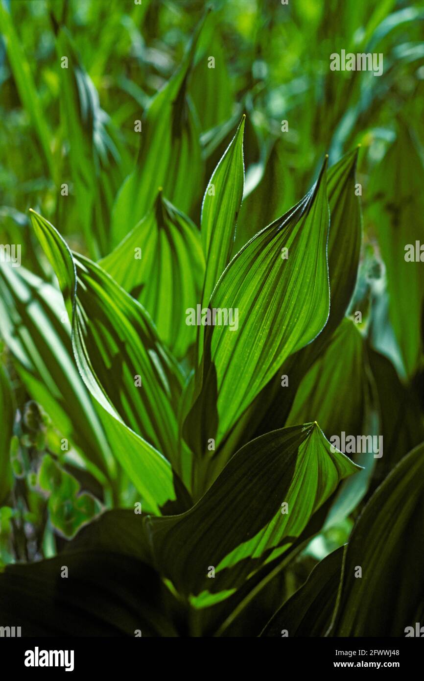 Veratrum californicum hi-res stock photography and images - Alamy