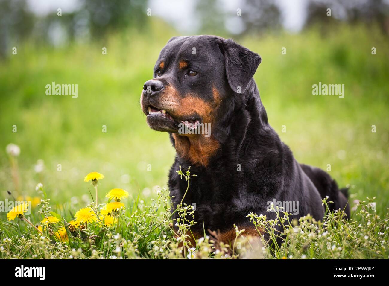Rottweil dog hi-res stock photography and images - Alamy