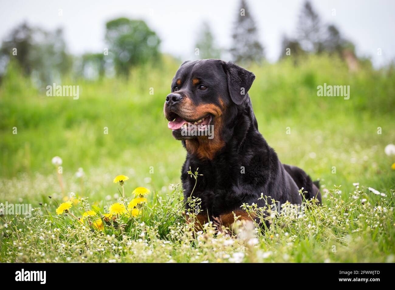 Rottweil dog hi-res stock photography and images - Alamy