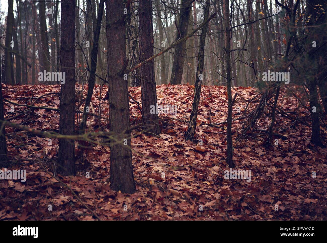 dark forest with fallen leaves in the fall Stock Photo - Alamy