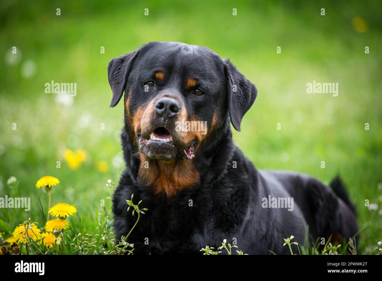 Rottweiler hi-res stock photography and images - Alamy