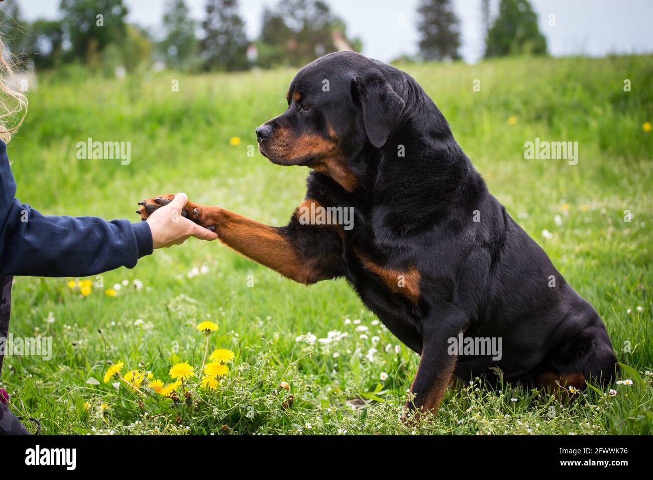 Rottweiler giving the paw hi-res stock photography and images - Alamy