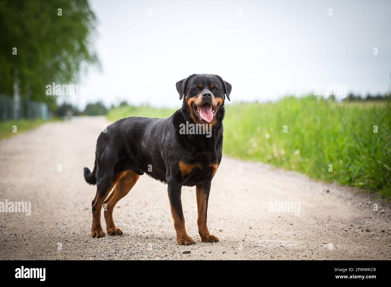 Rottweil Dog High Resolution Stock Photography and Images - Alamy