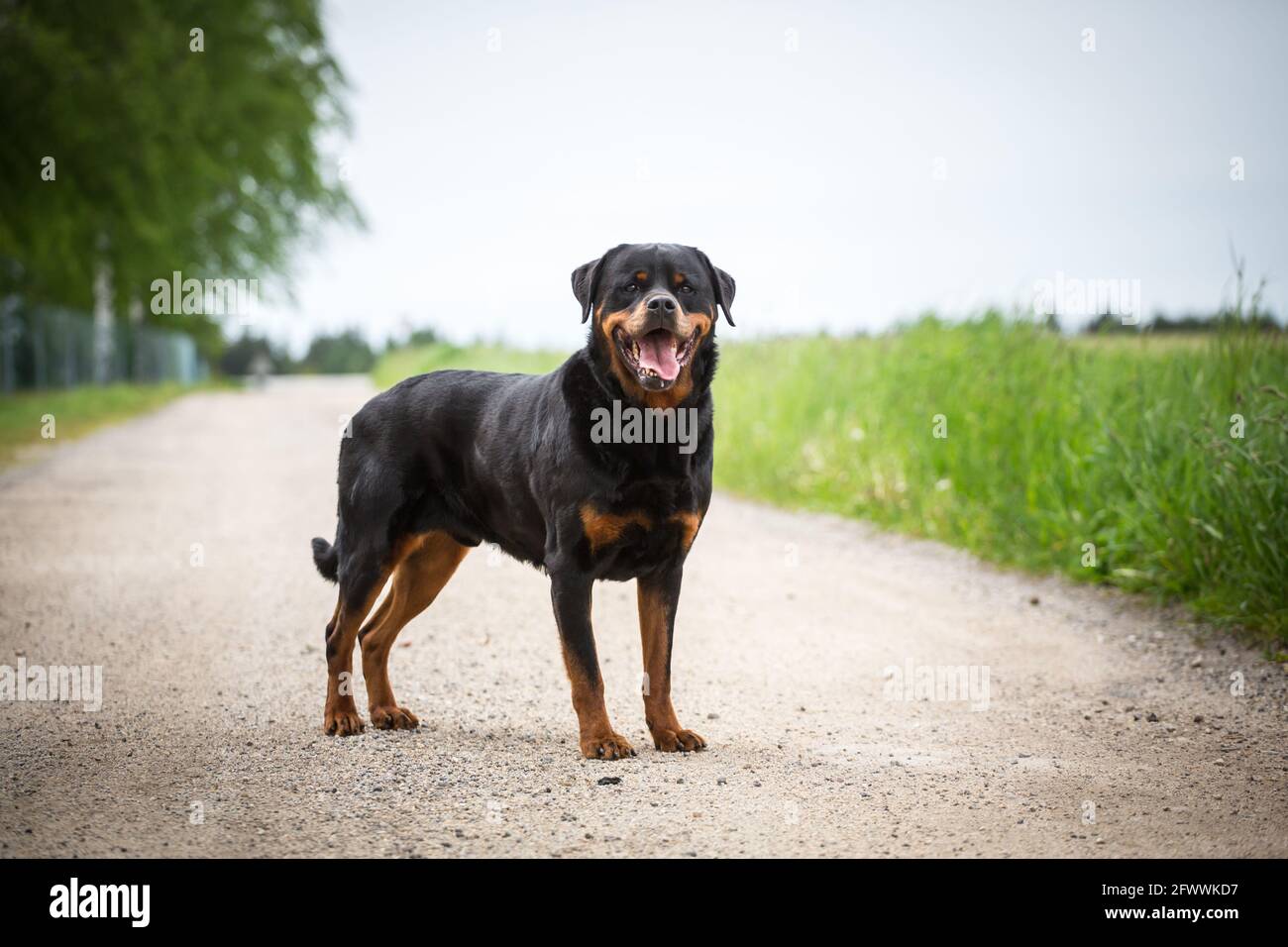 Rottweil Dog High Resolution Stock Photography and Images - Alamy
