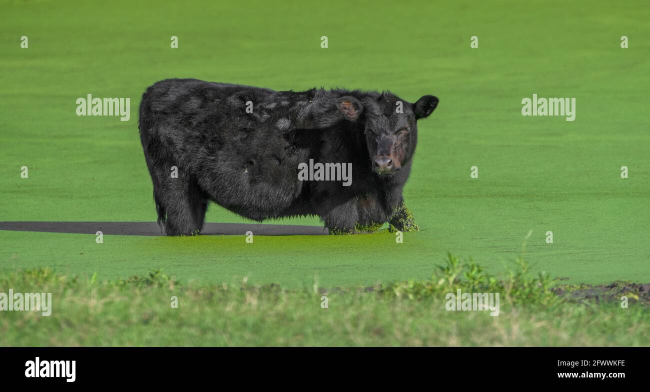 Angus cattle florida hi-res stock photography and images - Alamy