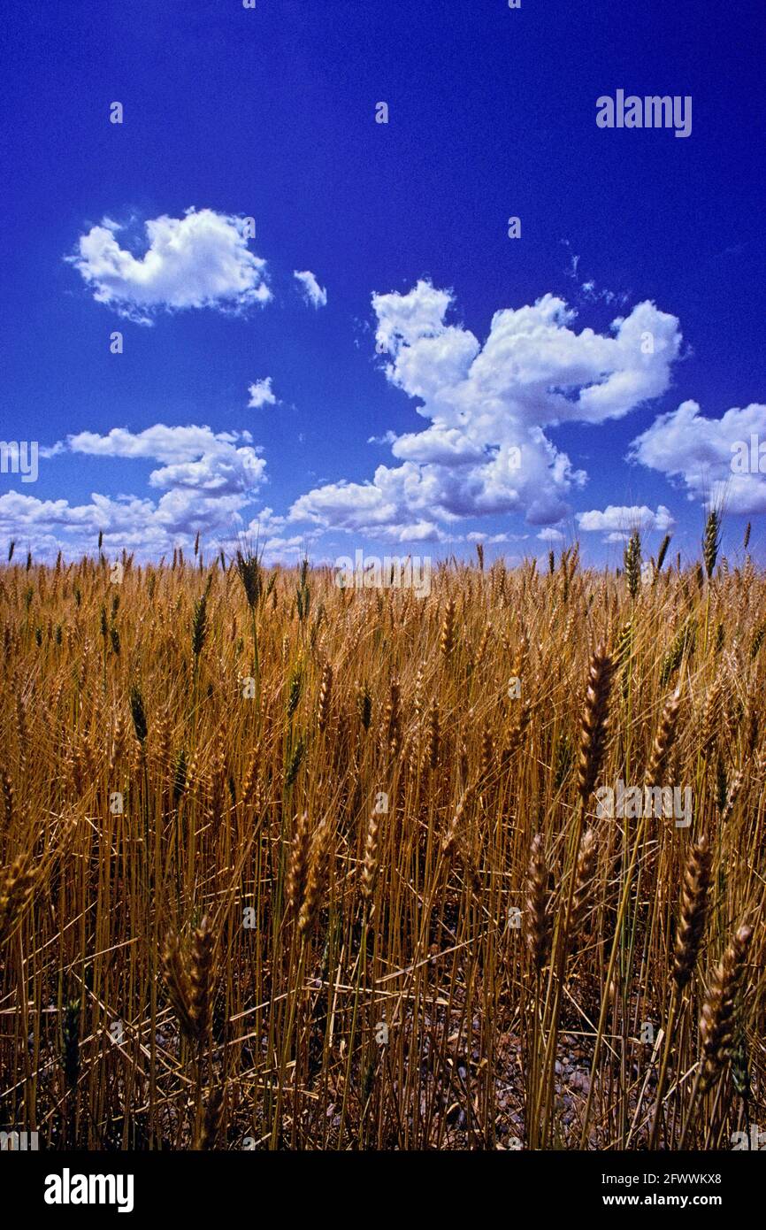 Grain Crop with Blue Sky and Clouds Stock Photo - Alamy